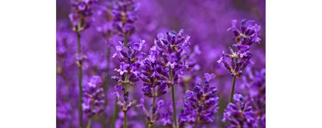 Lila, mint a levendula... és vajon még mi? - Tudtad? Nem tudtad?